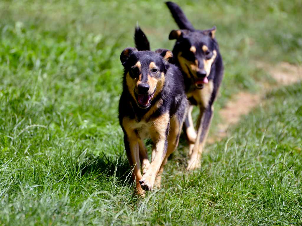 Gallery - Forza Rescue Dog